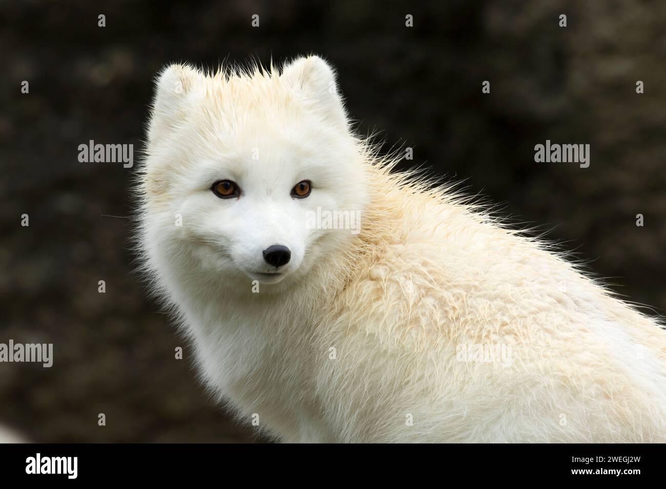 Arctic fox, Point Defiance Zoo and Aquarium, Point Defiance Park ...