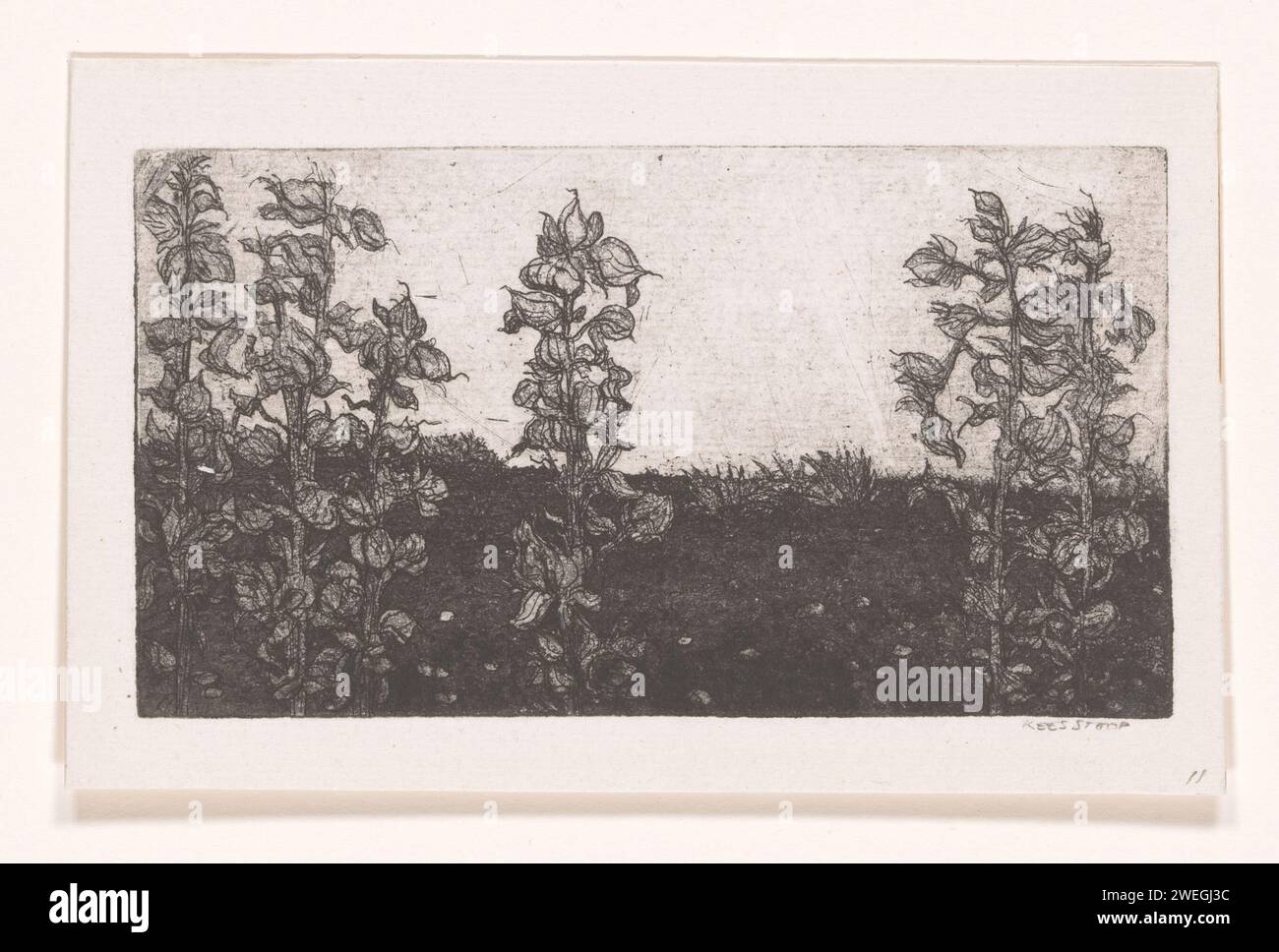 Flowers in Veld, Kees Stoop, 1944 - c. 1990 print Flowers without ...