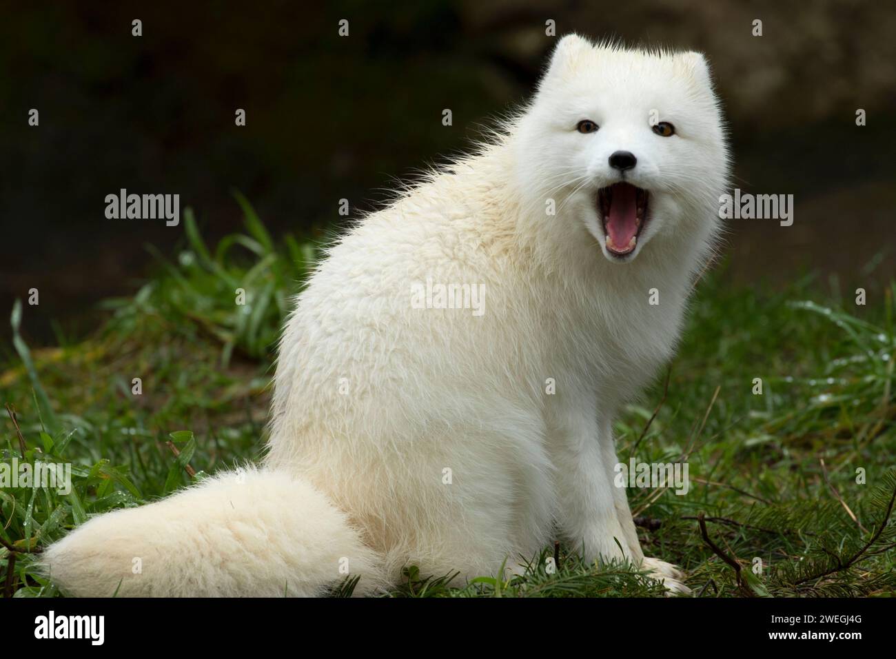 Arctic fox, Point Defiance Zoo and Aquarium, Point Defiance Park ...