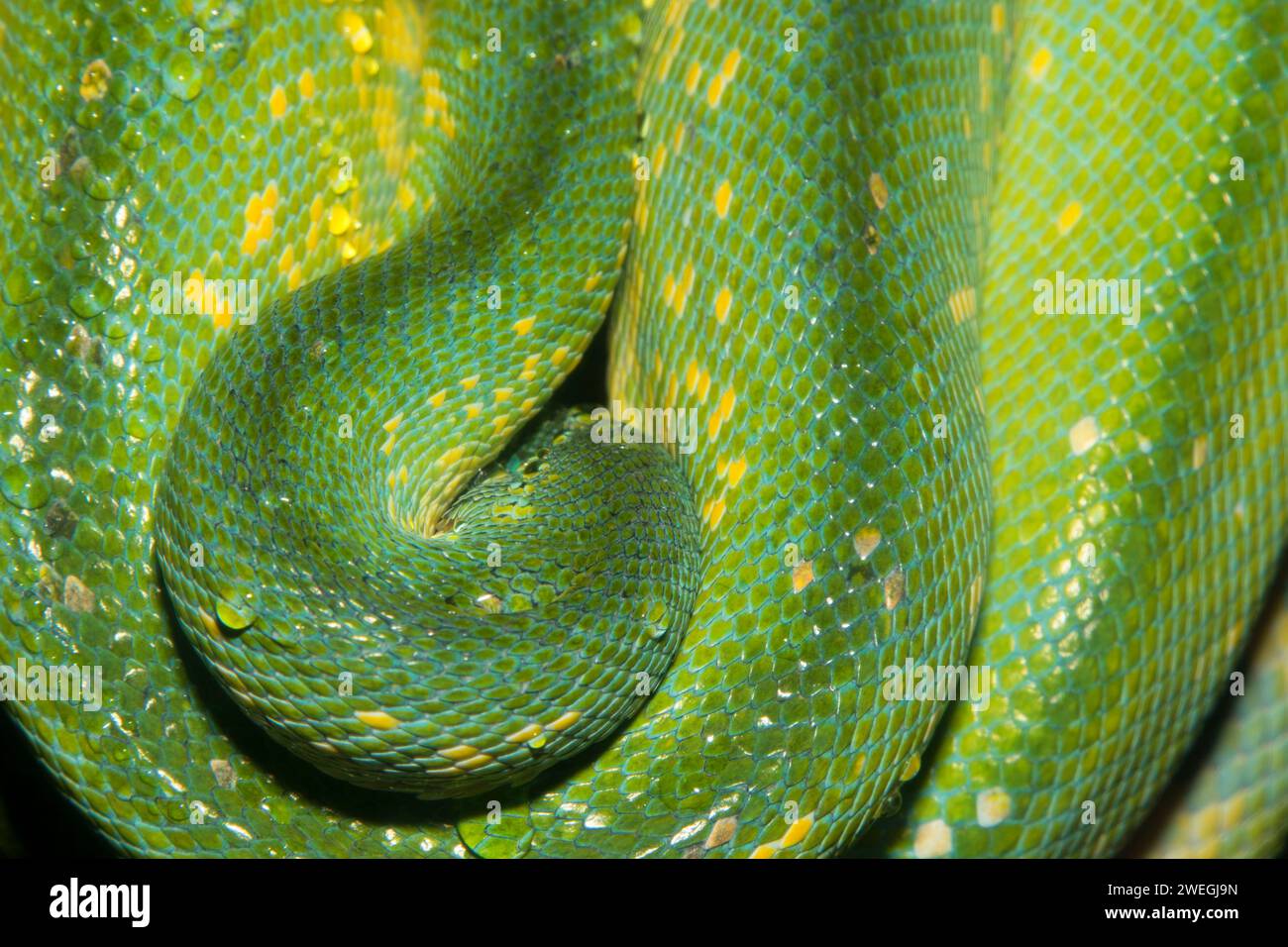 Snake, Point Defiance Zoo and Aquarium, Point Defiance Park, Tacoma ...