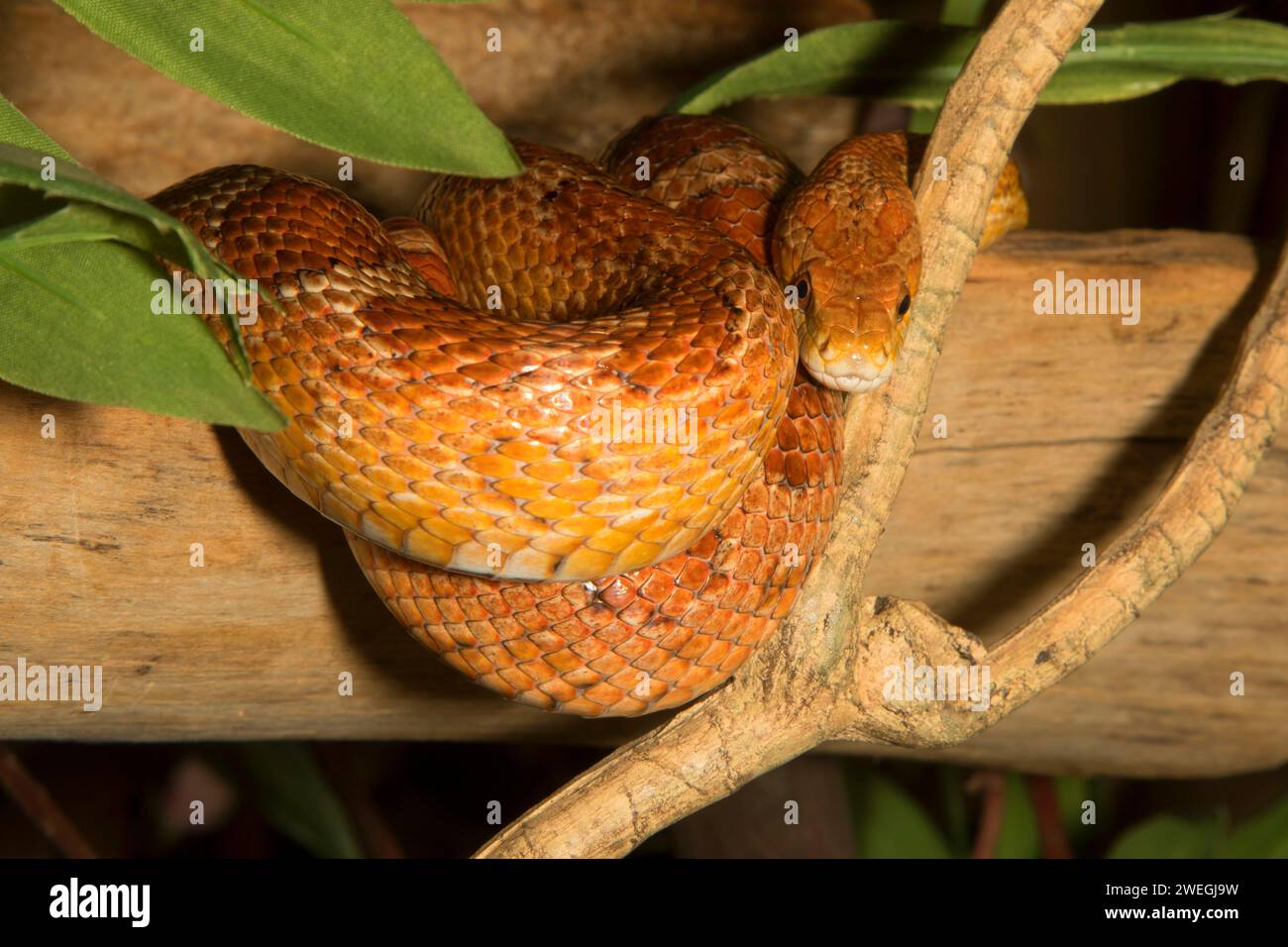 Snake, Point Defiance Zoo and Aquarium, Point Defiance Park, Tacoma ...