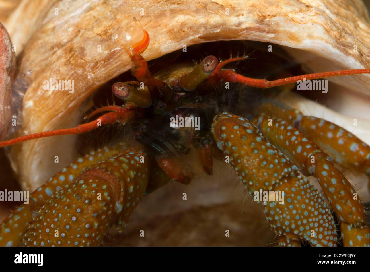 Hermit crab, Point Defiance Zoo and Aquarium, Point Defiance Park ...