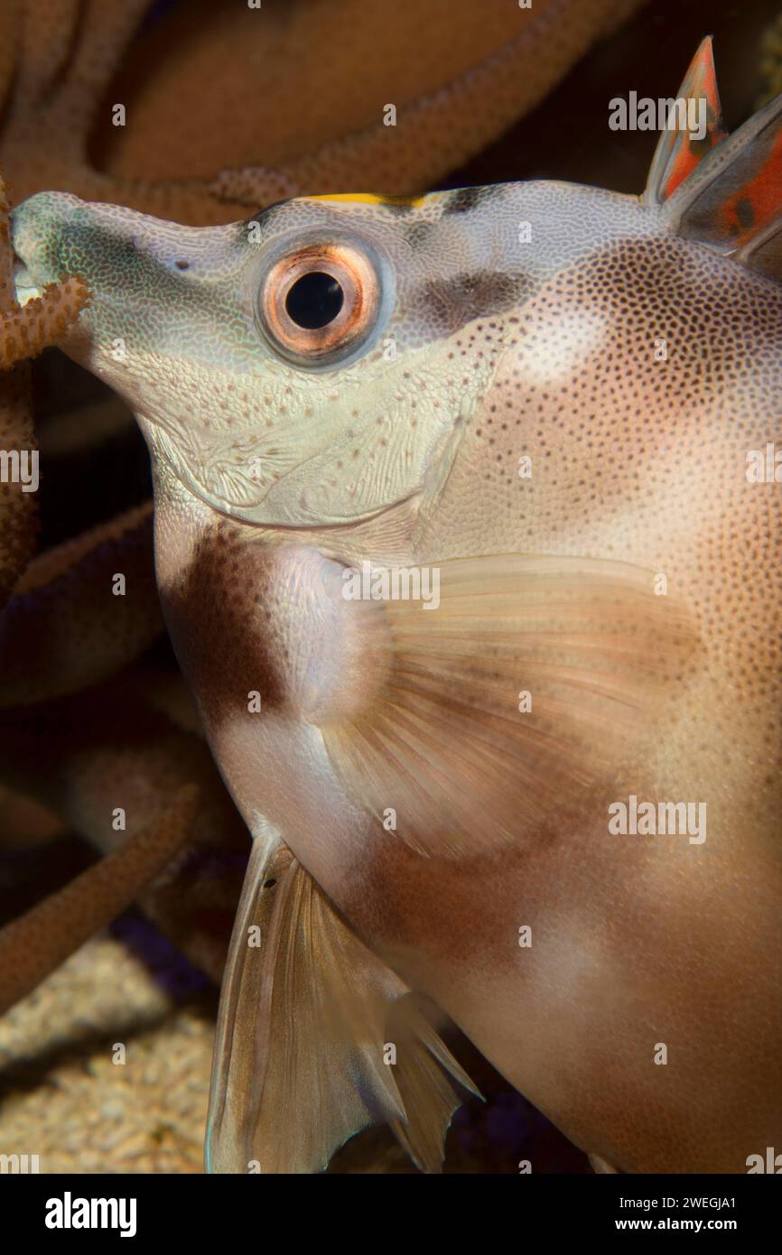 Fish, Point Defiance Zoo and Aquarium, Point Defiance Park, Tacoma ...