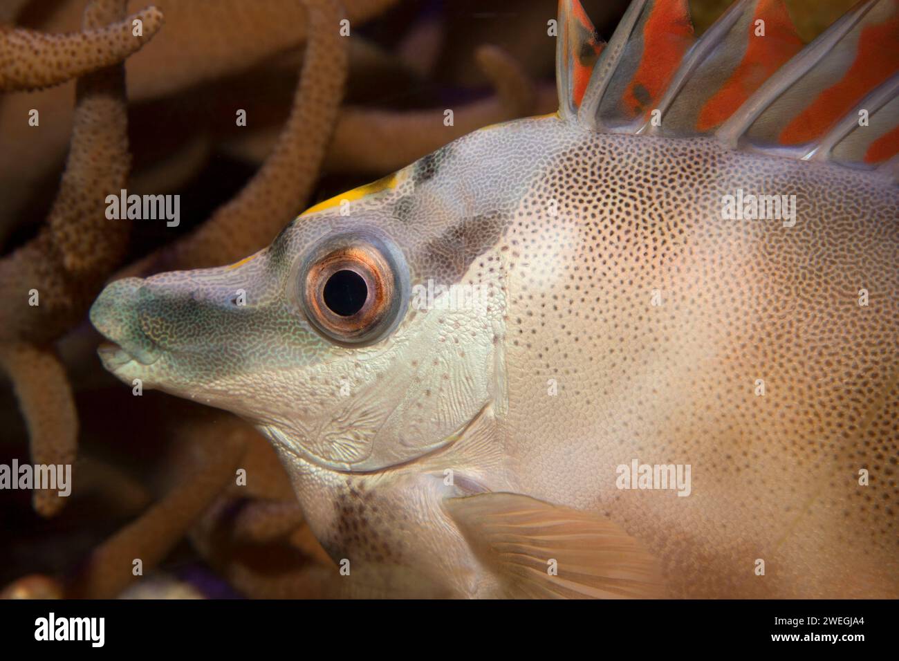 Fish, Point Defiance Zoo and Aquarium, Point Defiance Park, Tacoma ...