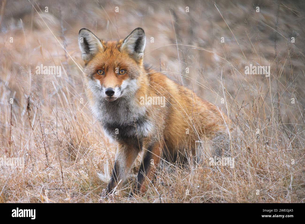 Fox standing hi-res stock photography and images - Alamy