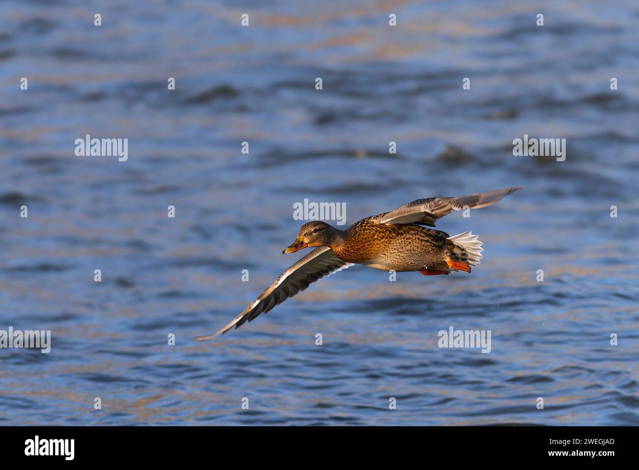 female mallard duck in flight over blue river (Anas platyrhynchos Stock ...