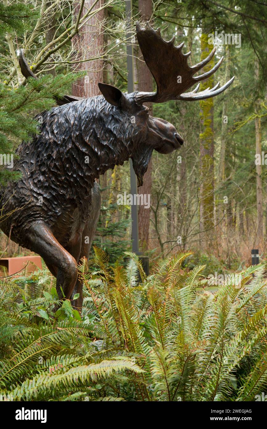 Moose statue, Northwest Trek Wildlife Park, Washington Stock Photo - Alamy
