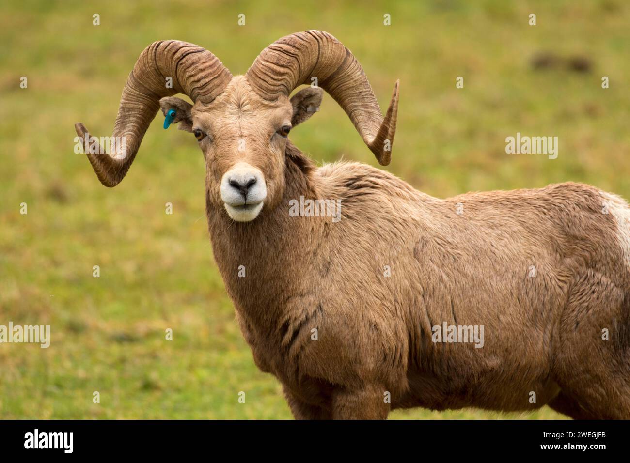 Bighorn sheep (Ovis canadensis), Northwest Trek Wildlife Park ...