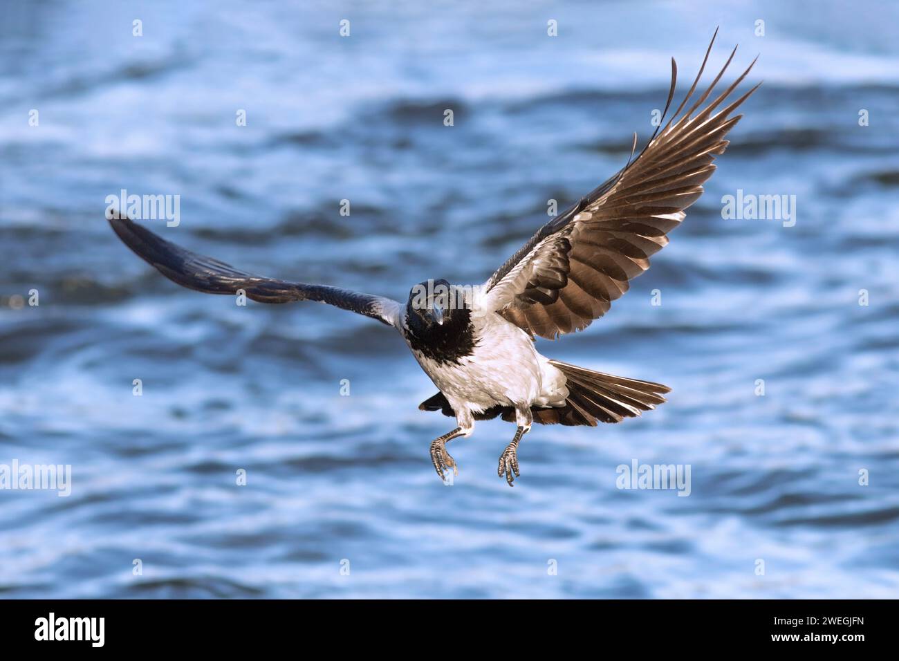 hooded crow in flight over blue river (Corvus cornix Stock Photo - Alamy