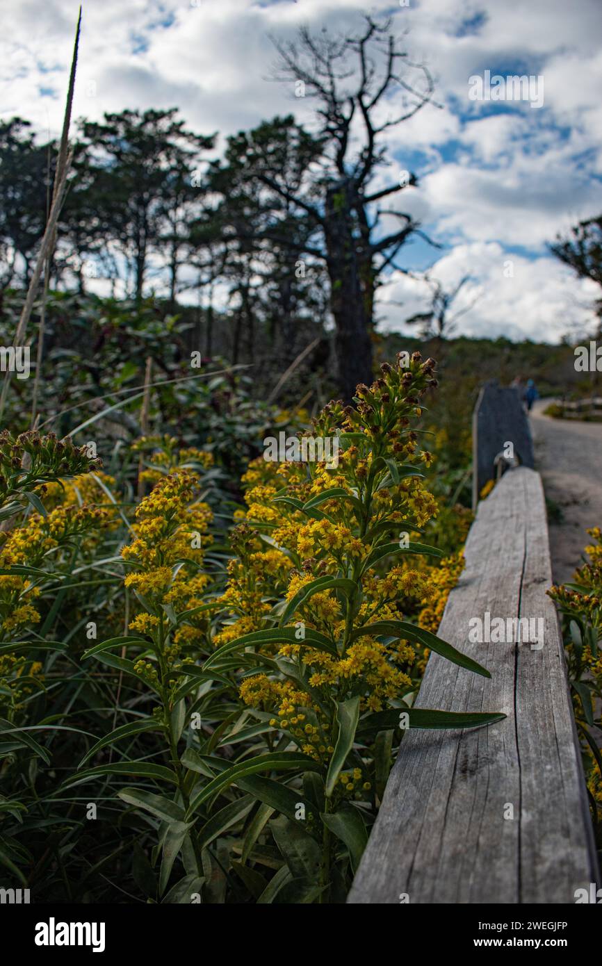 Cape Cod Beach Stock Photo - Alamy