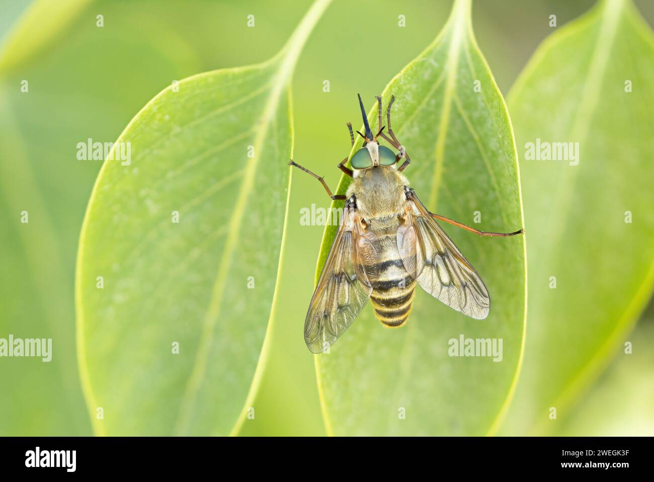 Chrysops spp hi-res stock photography and images - Alamy
