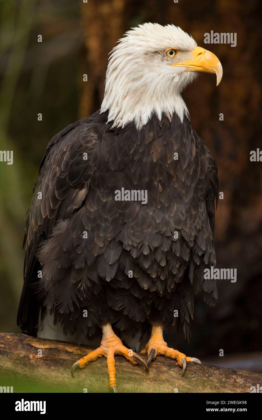 Bald eagle, Northwest Trek Wildlife Park, Washington Stock Photo - Alamy