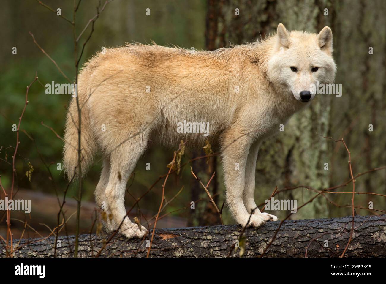 Grey wolf, Northwest Trek Wildlife Park, Washington Stock Photo - Alamy