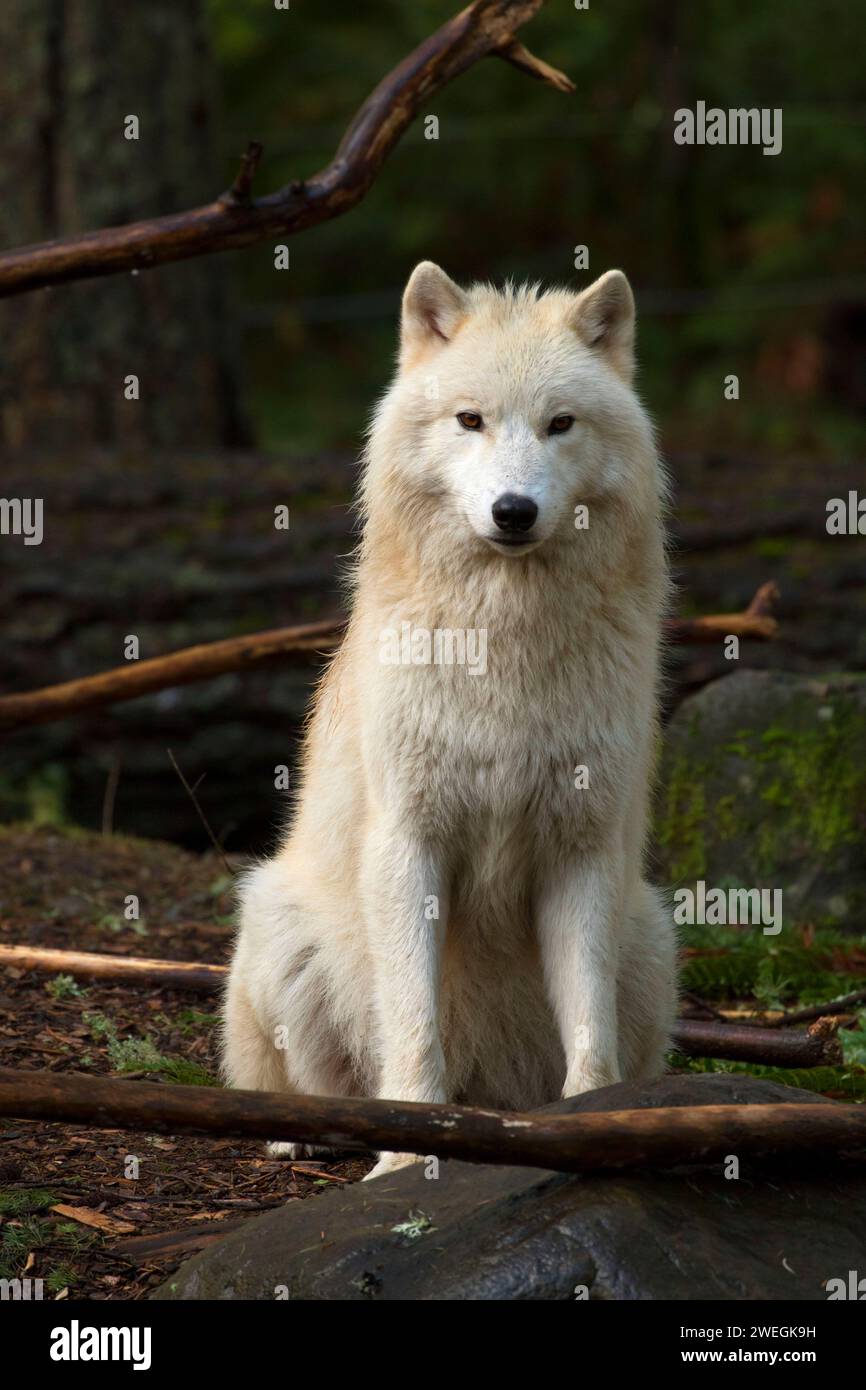 Grey wolf, Northwest Trek Wildlife Park, Washington Stock Photo - Alamy