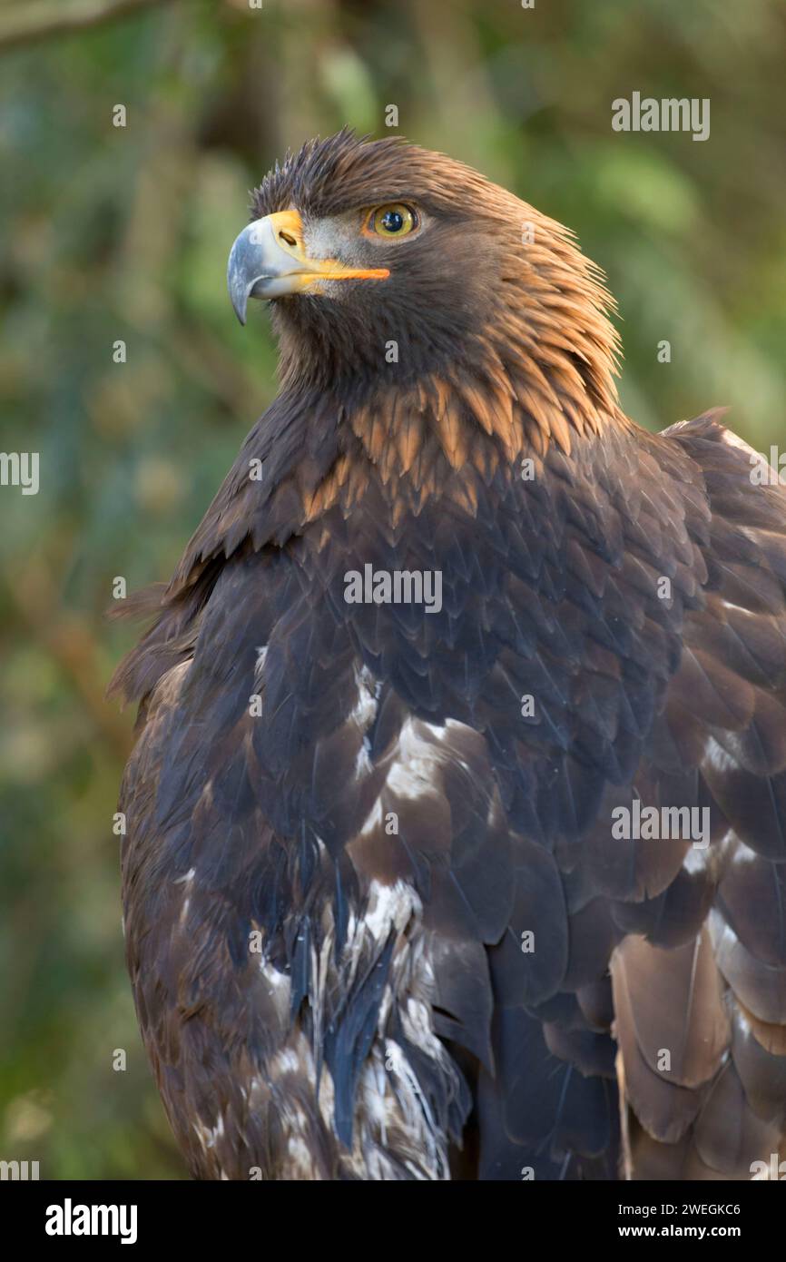 Golden eagle, Northwest Trek Wildlife Park, Washington Stock Photo - Alamy