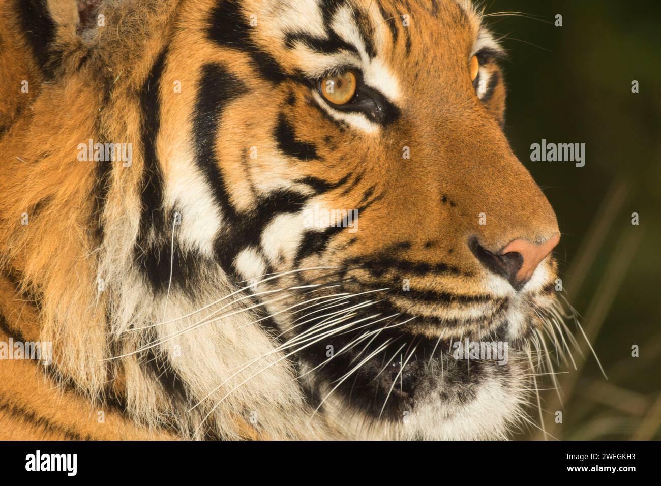 Malayan tiger, Woodland Park Zoo, Seattle, Washington Stock Photo - Alamy