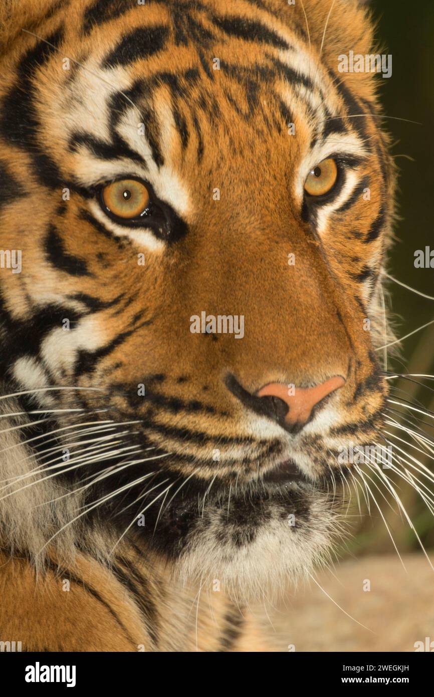 Tiger washington hi-res stock photography and images - Alamy