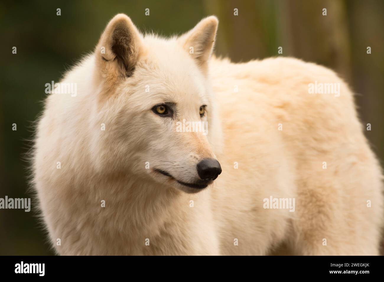Timber wolf, Woodland Park Zoo, Seattle, Washington Stock Photo - Alamy