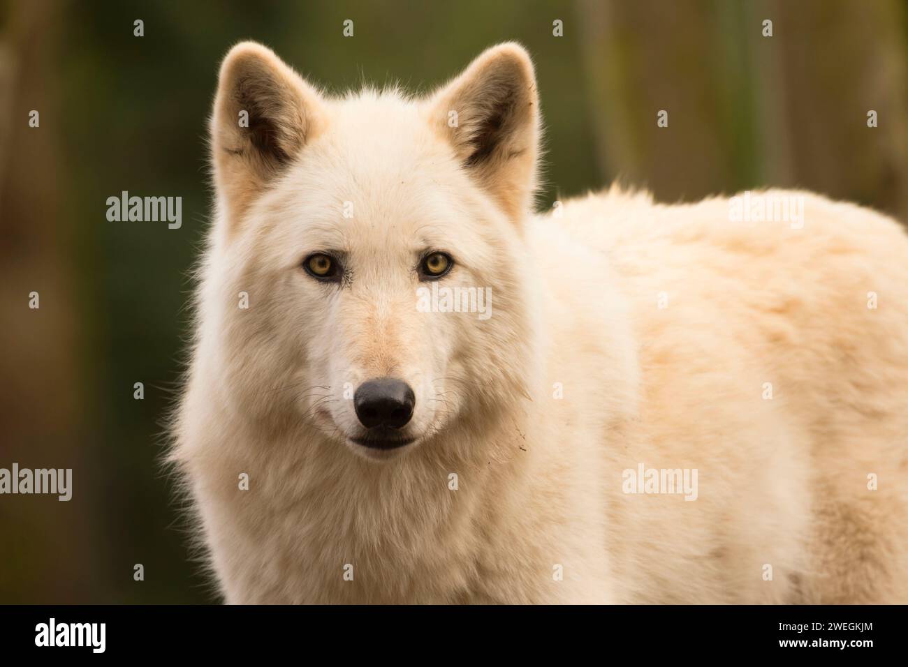 Timber wolf, Woodland Park Zoo, Seattle, Washington Stock Photo - Alamy