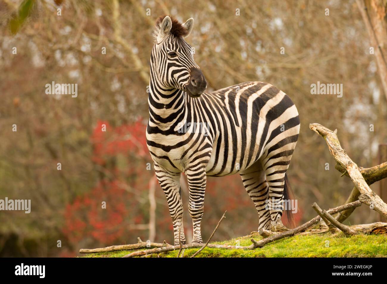 Woodland park hi-res stock photography and images - Alamy