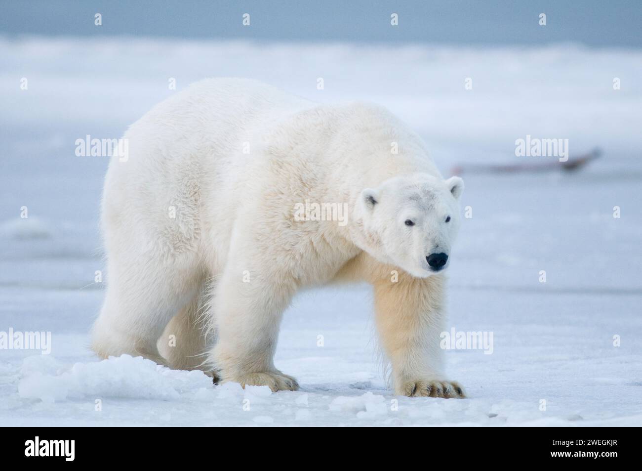 polar bear, Ursus maritimus, boar walks along the arctic coast in ...