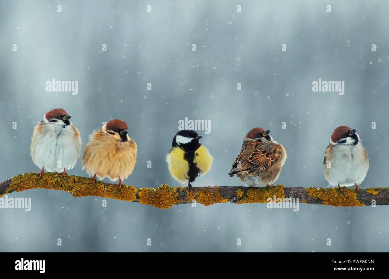 flock of birds, sparrows and a tit sit on a branch in a winter park ...