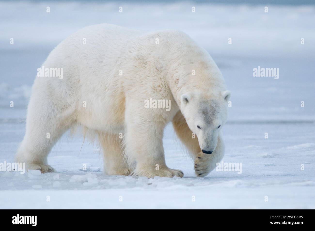 polar bear, Ursus maritimus, boar walks along the arctic coast in ...