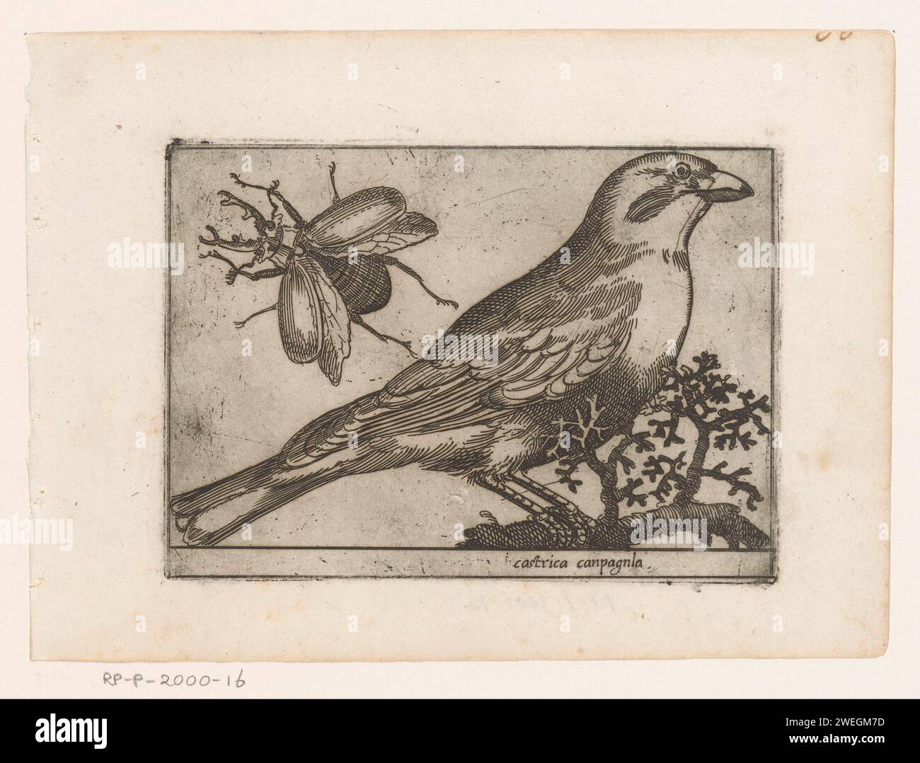Vogel, Jacques de Fornazeris (possibly), c. 1580 - c. 1590 print Bird ...