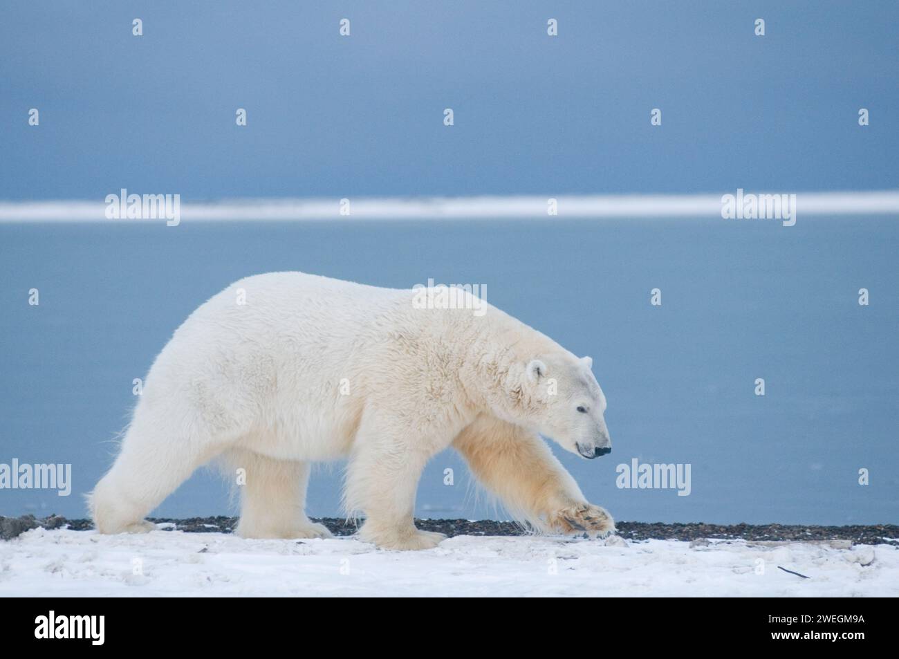 polar bear, Ursus maritimus, boar walks along the arctic coast in ...