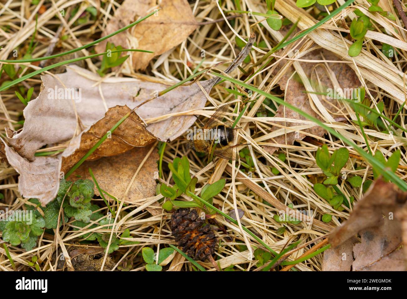 Tachina ursina Family Tachinidae Genus Tachina fly wild nature insect ...