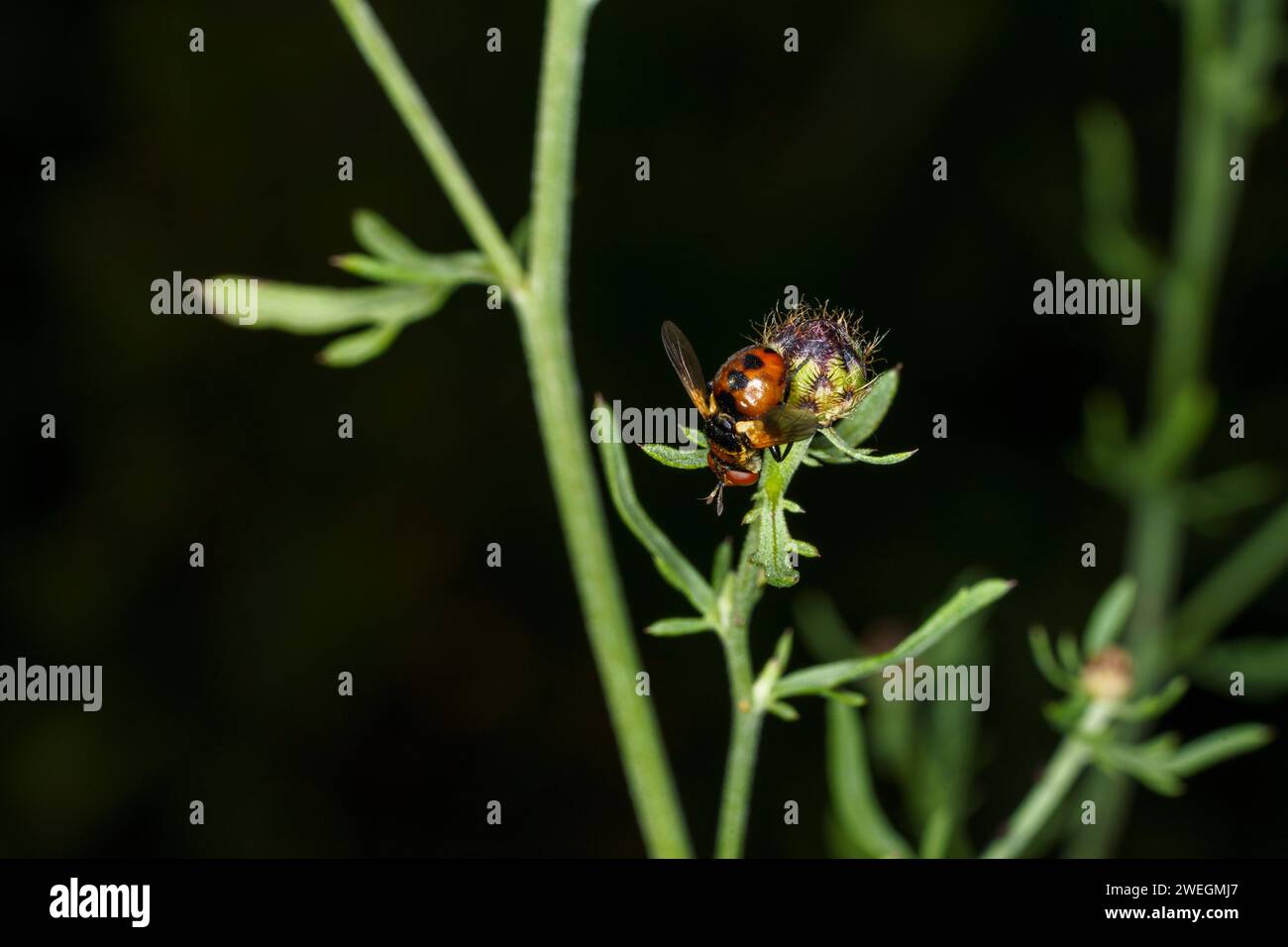 Gymnosoma nudifrons Family Tachinidae Genus Gymnosoma Bristle Fly wild ...