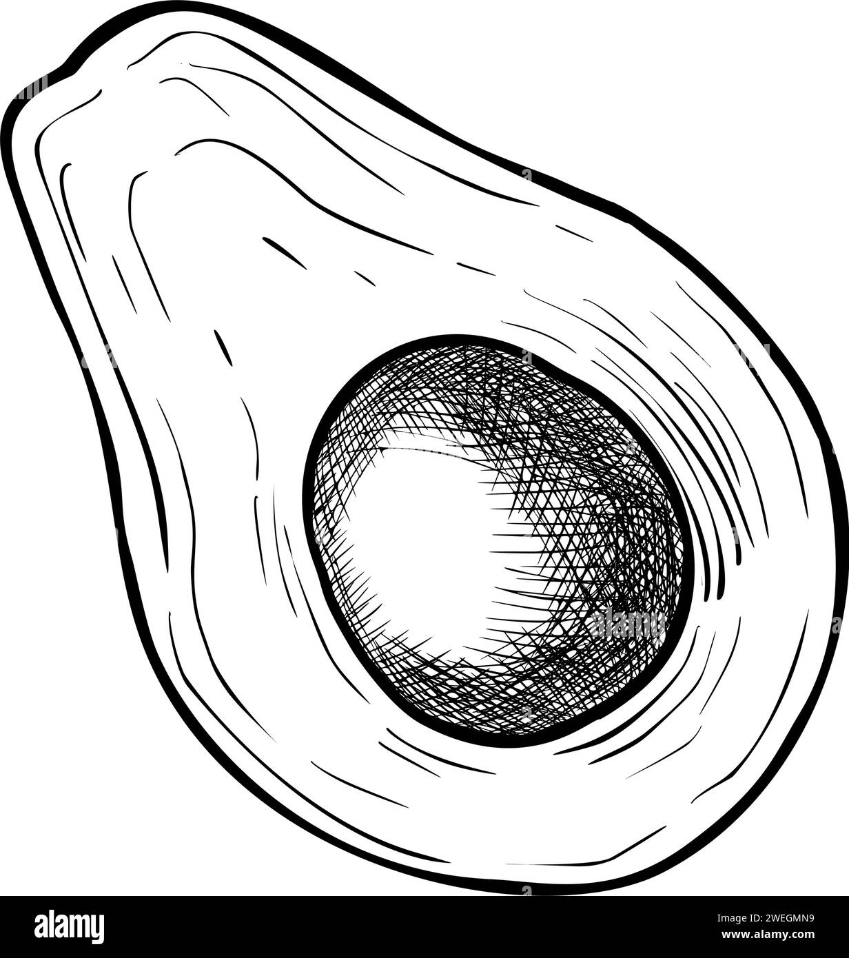 Avocado vector illustration. Hand drawn linear drawing on isolated ...