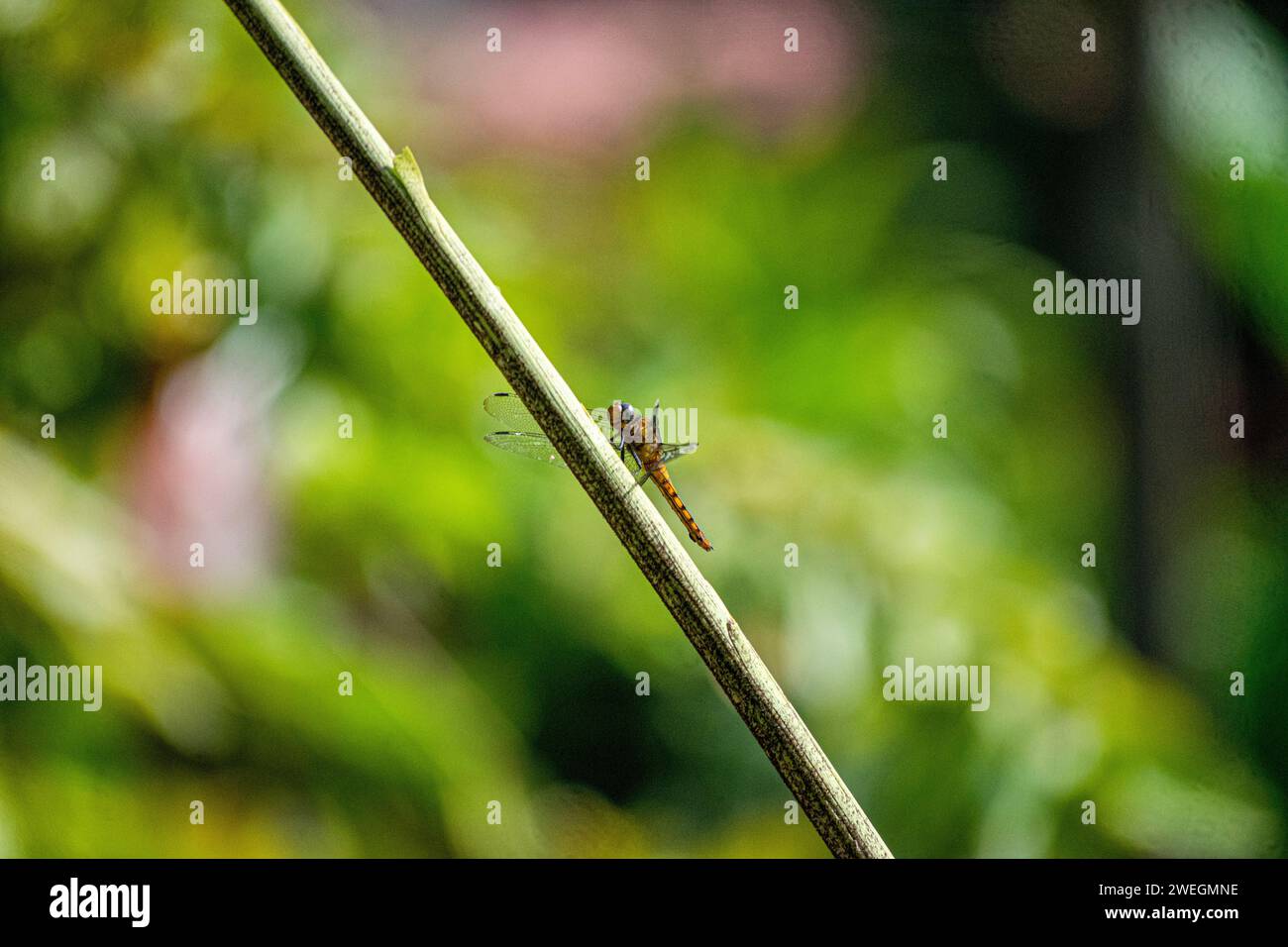 Dragonfly captures hi-res stock photography and images - Alamy