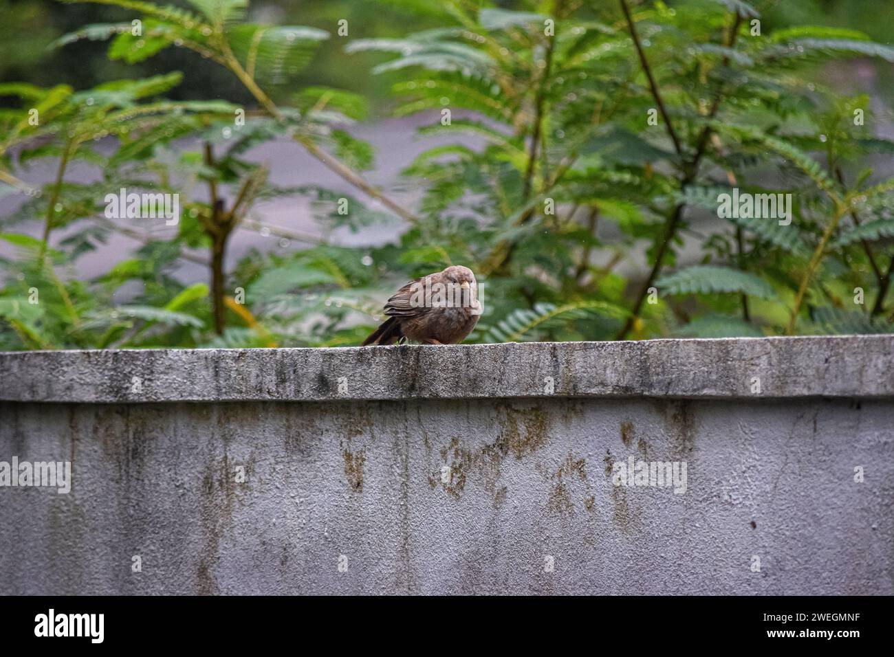 Photography of rain hi-res stock photography and images - Alamy