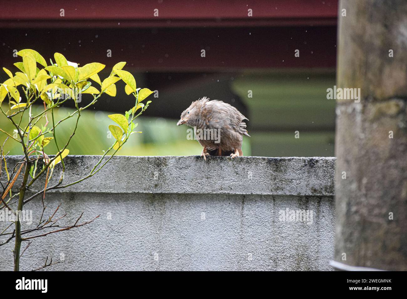 Photography of rain hi-res stock photography and images - Alamy