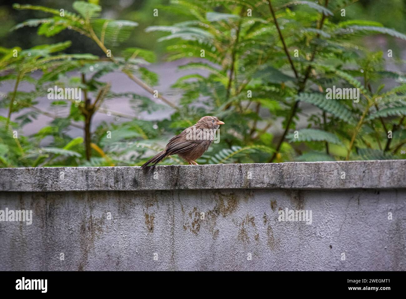 Photography of rain hi-res stock photography and images - Alamy