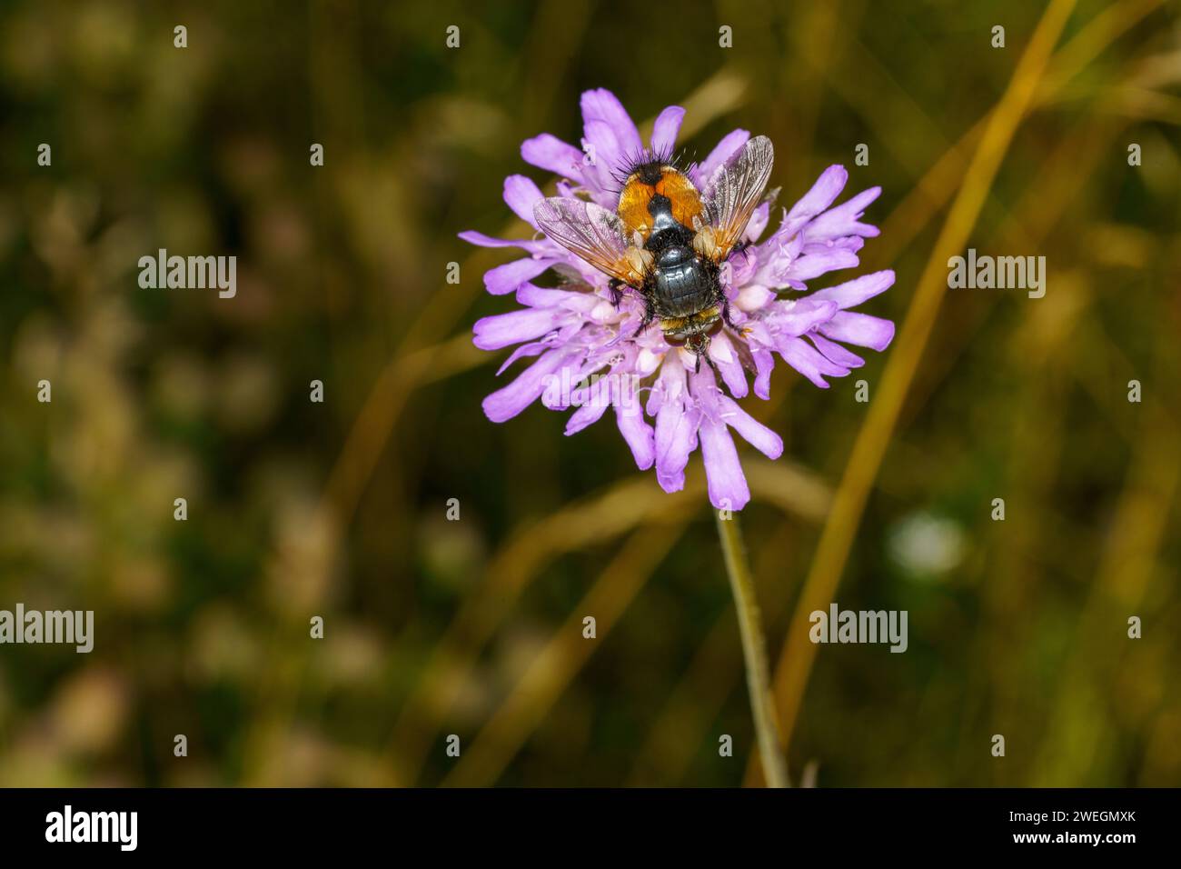 Genus Nowickia Family Tachinidae Bristle Fly wild nature insect ...