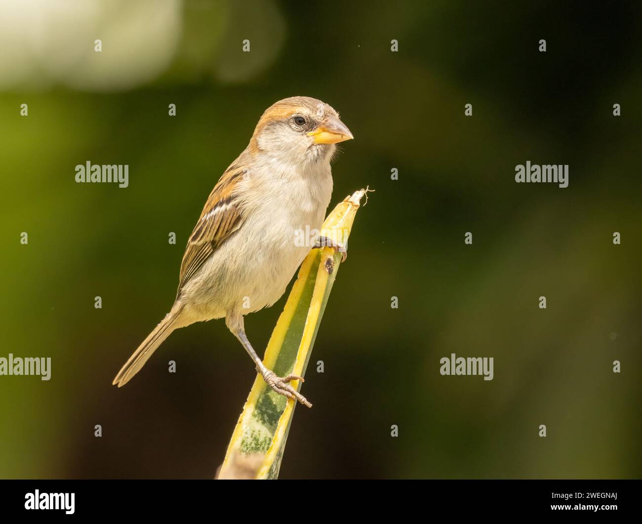 Lago sparrow hi-res stock photography and images - Alamy