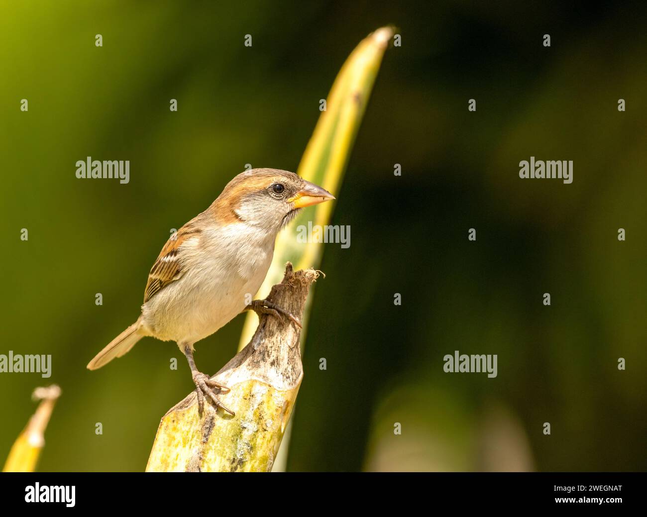 Lago sparrow hi-res stock photography and images - Alamy