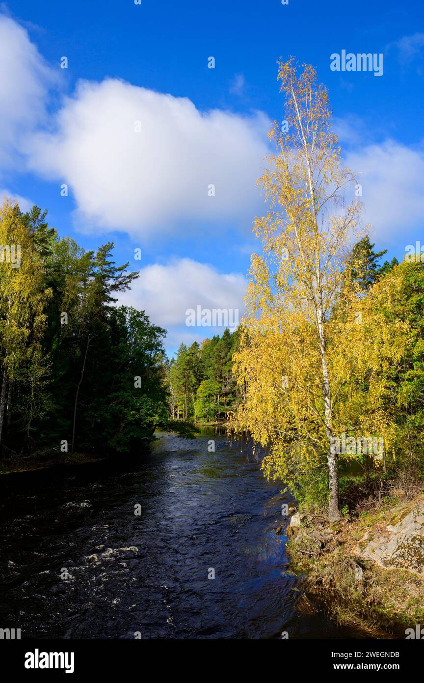 Birch tree with autumn colors with a river in Färnebofjärden National ...