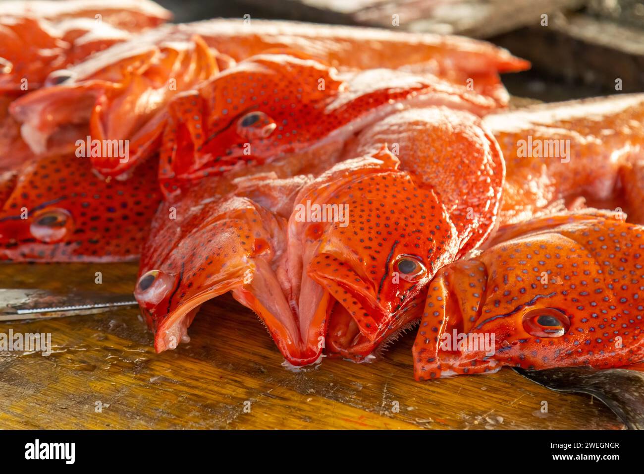 Rose spotted snapper freshly caught in a fish market Stock Photo - Alamy