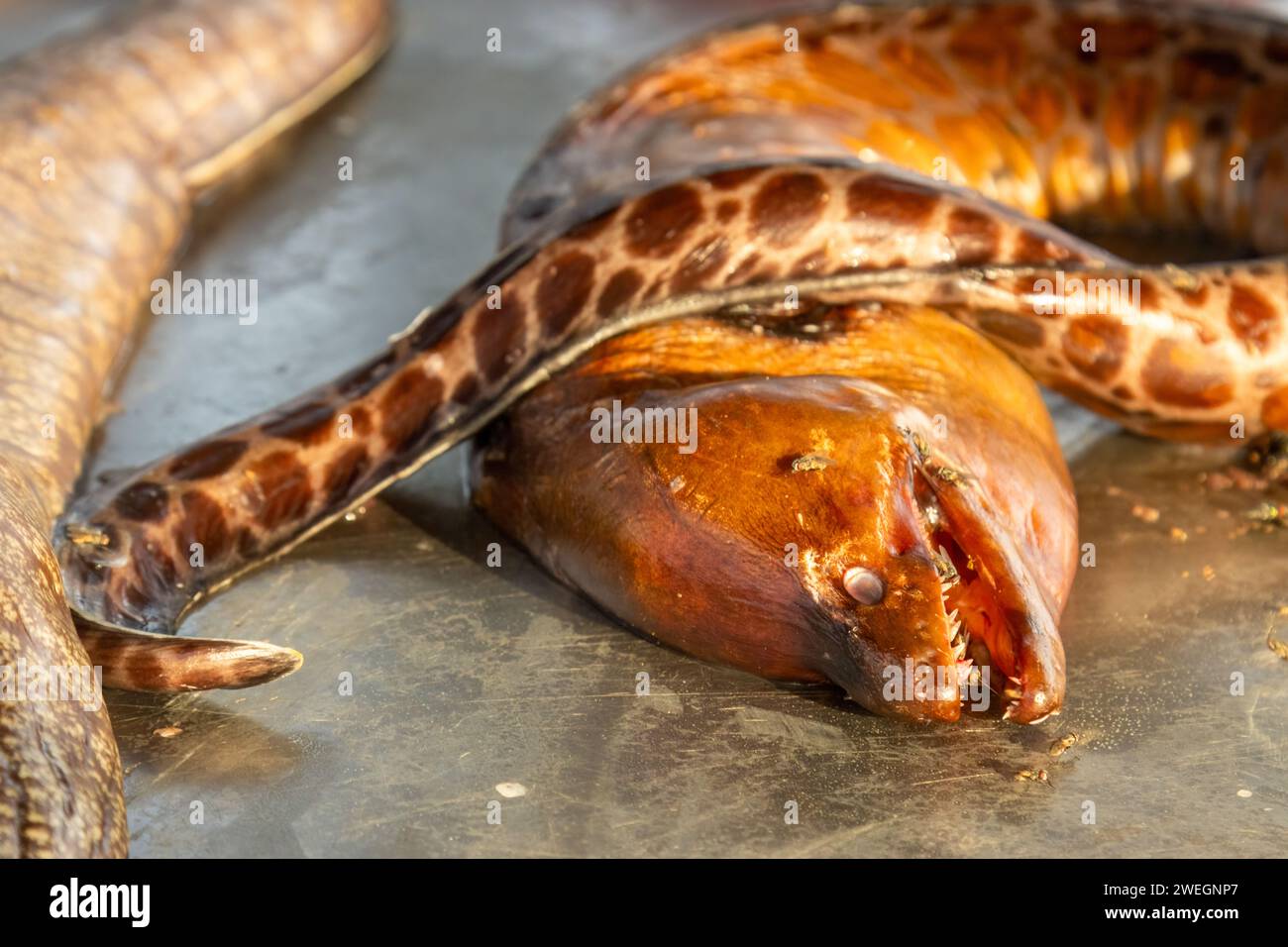 Moray eel freshly caught at a fish market Stock Photo - Alamy