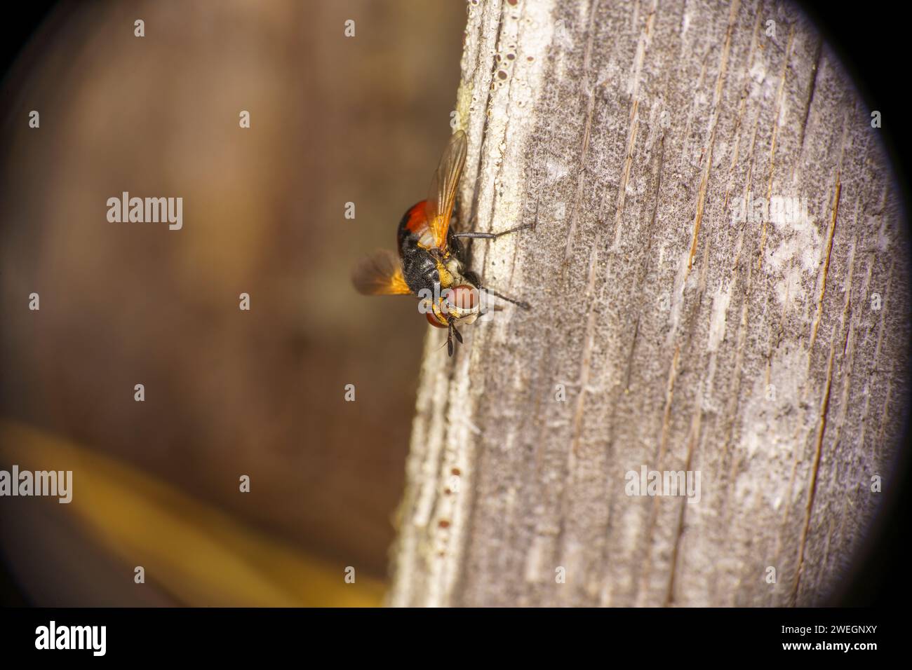 Gymnosoma nudifrons Family Tachinidae Genus Gymnosoma Bristle Fly wild ...