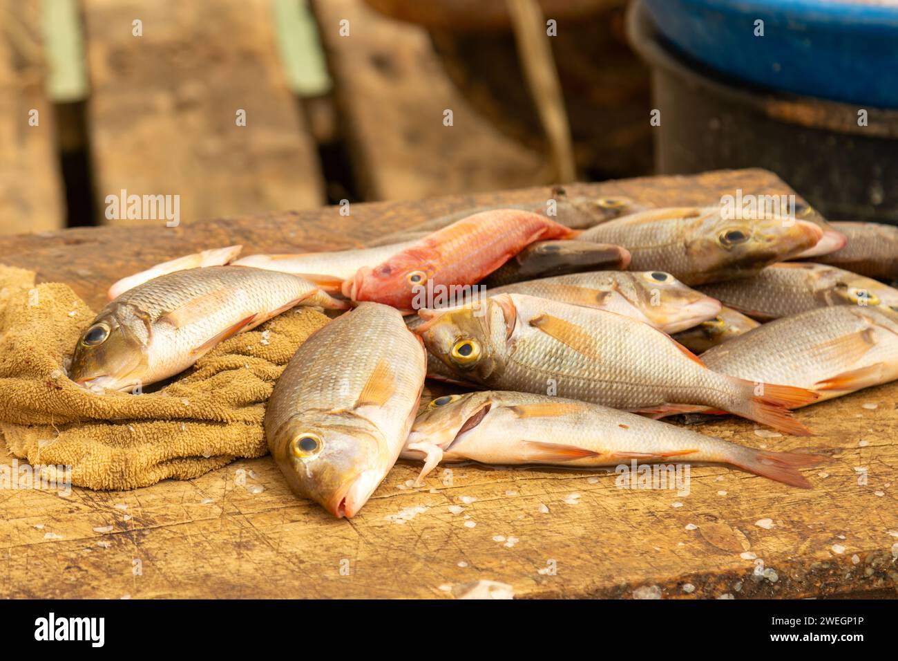 Fresh fish caught on a pier ready for filleting Stock Photo - Alamy