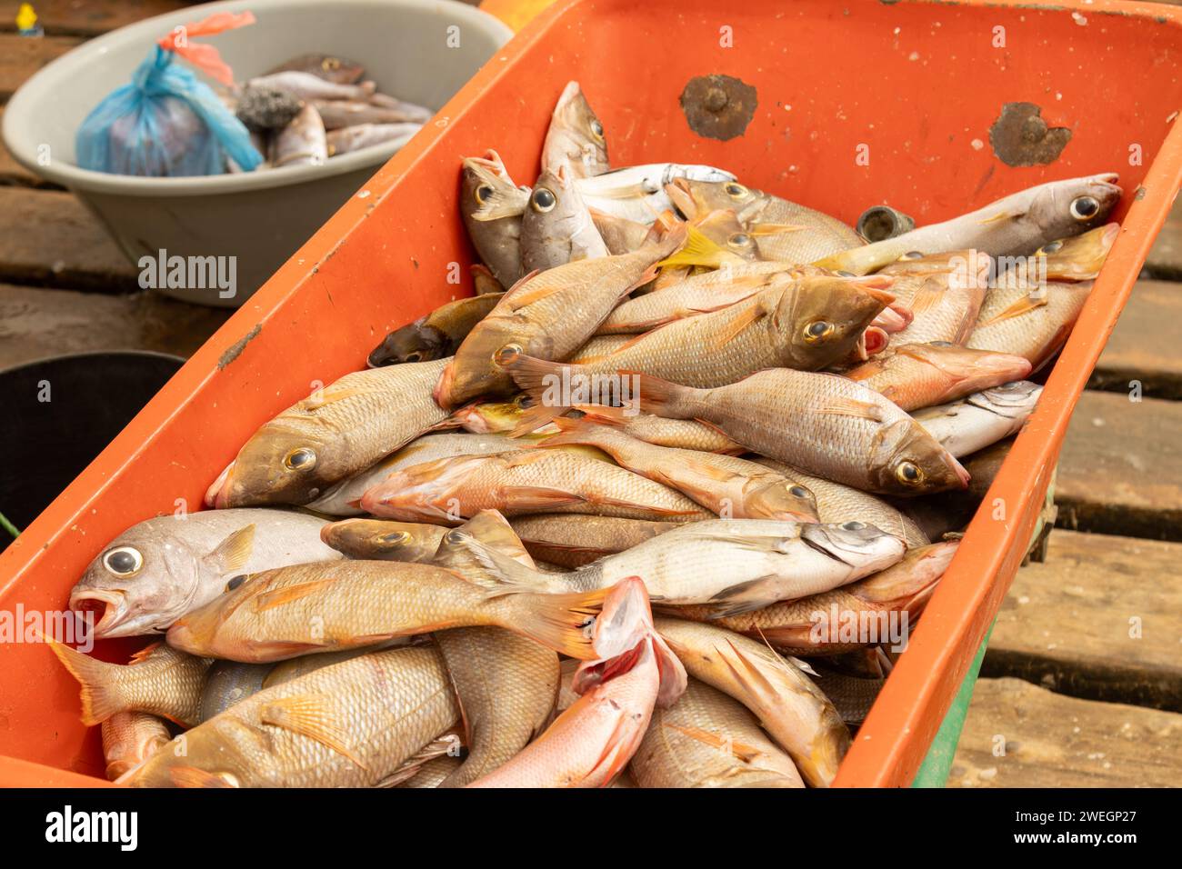 Fresh fish caught on a pier ready for filleting Stock Photo - Alamy