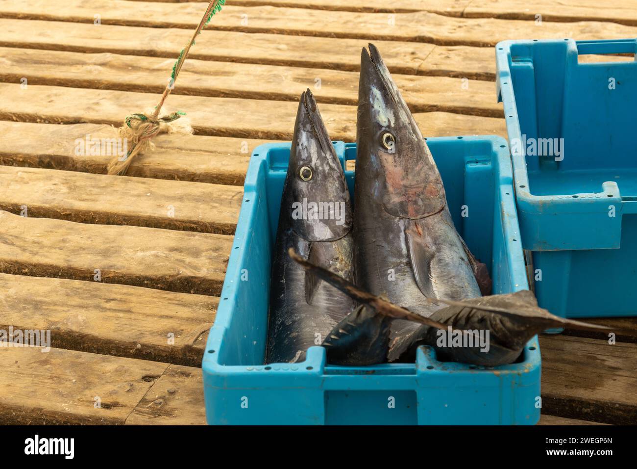 Fresh fish caught on a pier ready for filleting Stock Photo - Alamy