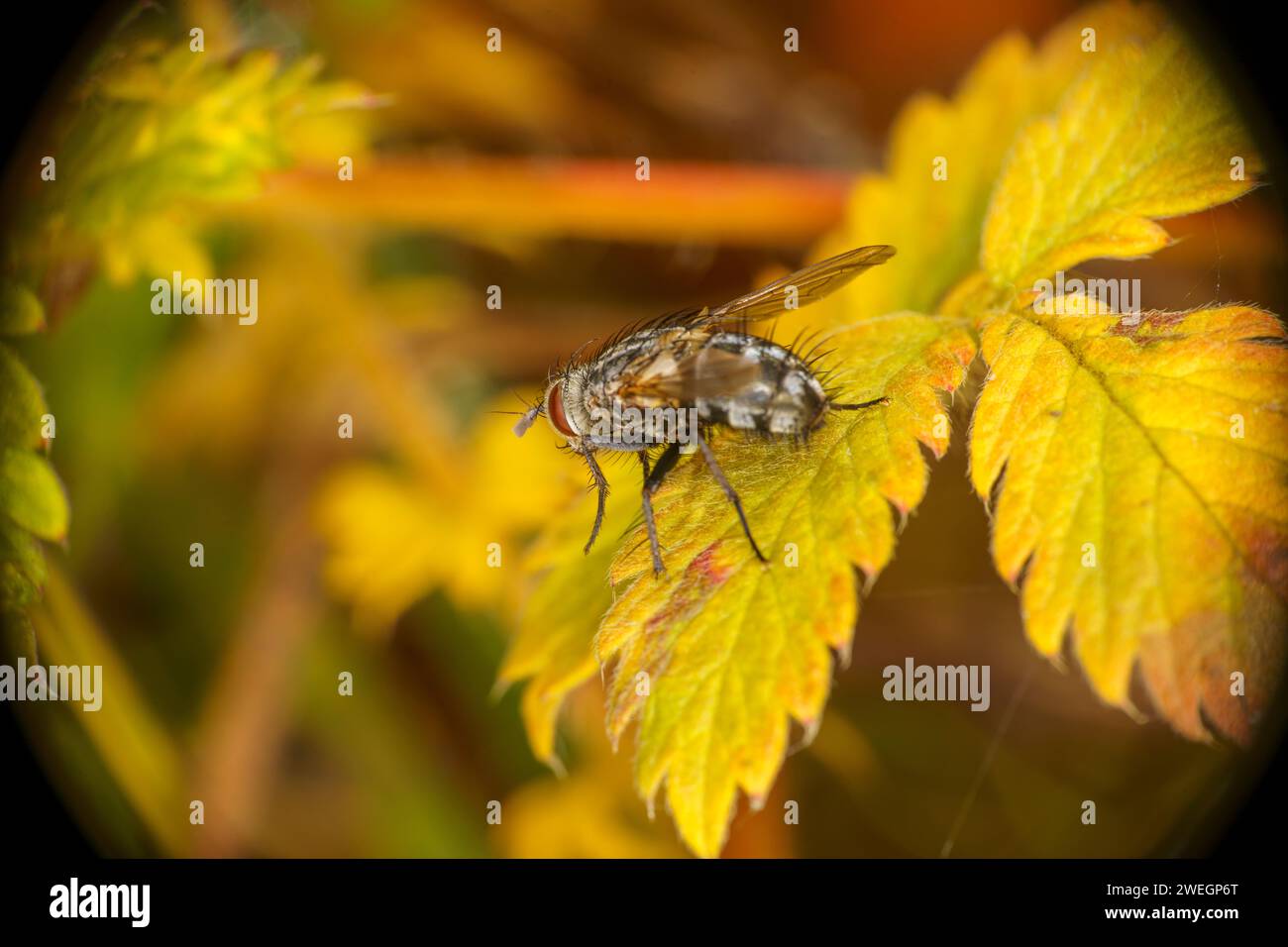 Insect family tree hi-res stock photography and images - Alamy