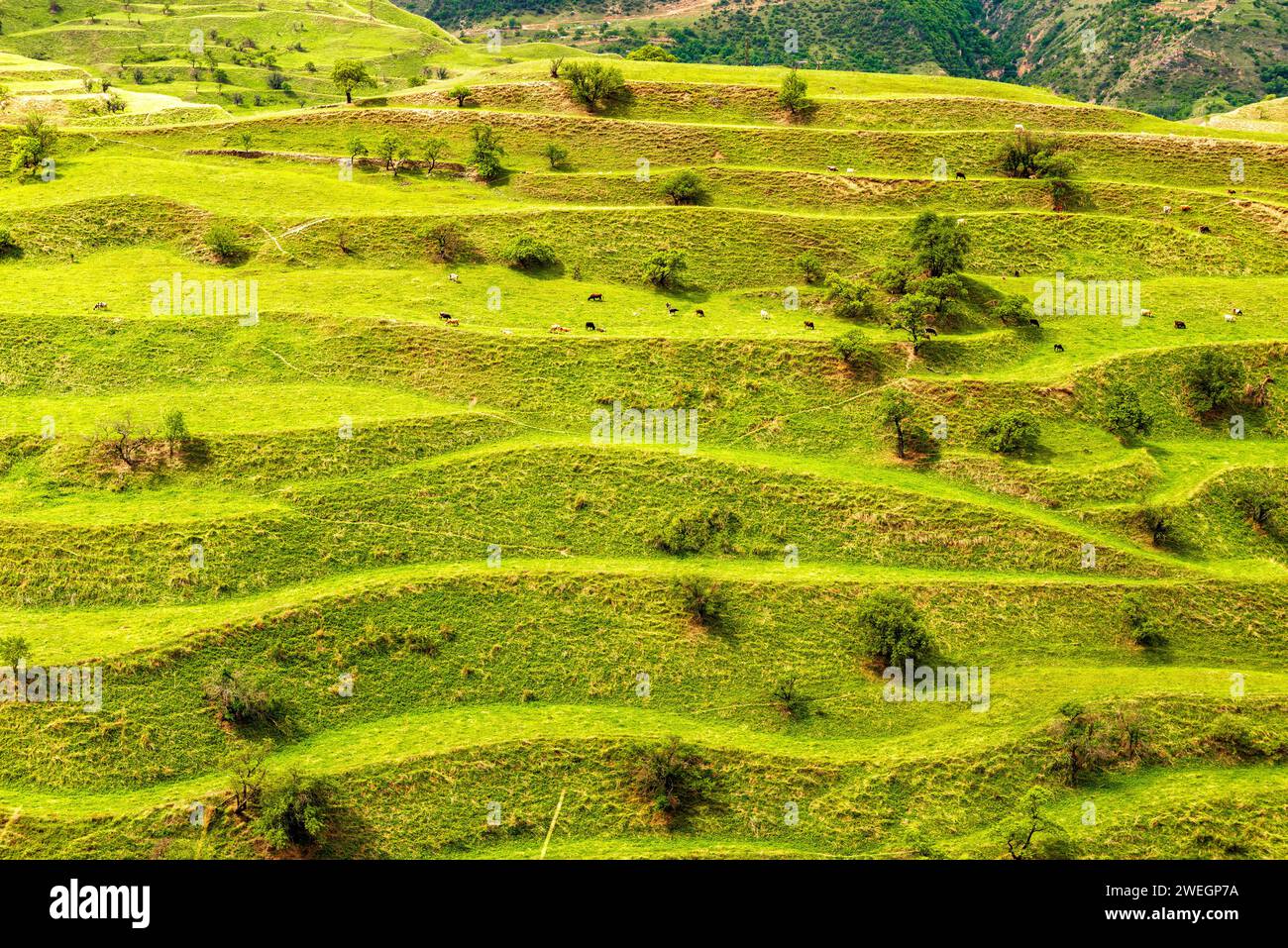 Landscape with undulating mountain terraces and animals Stock Photo - Alamy