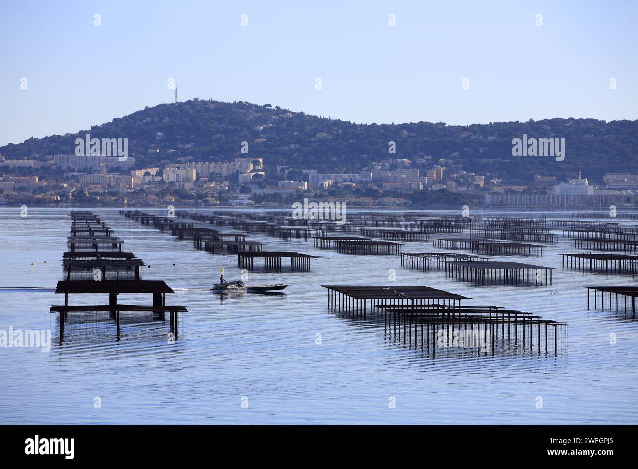 Etang de Thau, shellfish farming area. Bouzigues, Occitanie France ...