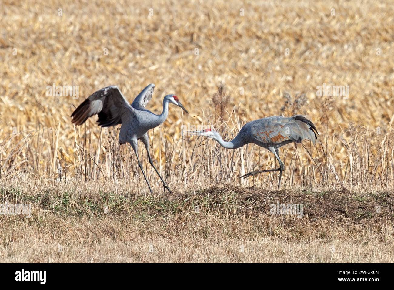 Two sandhill cranes in a plowed cornfield. They fight to display their ...